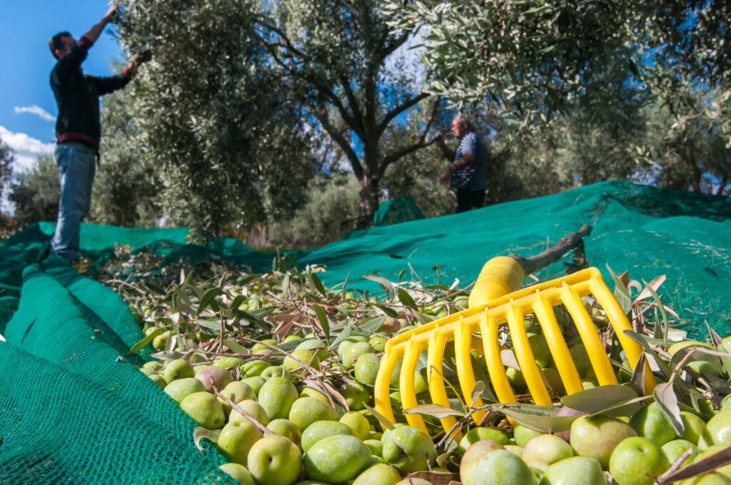 Τα είδη και τα στάδια της συγκομιδής